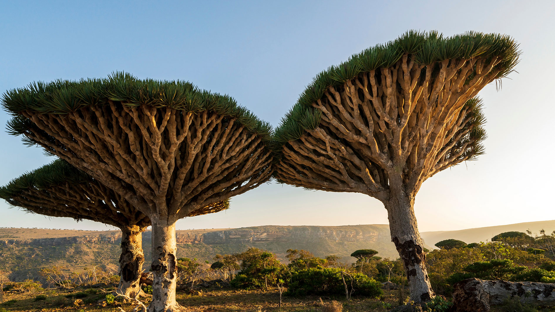 Various Questions from the Community of Toronto to the Yemenī Students ...