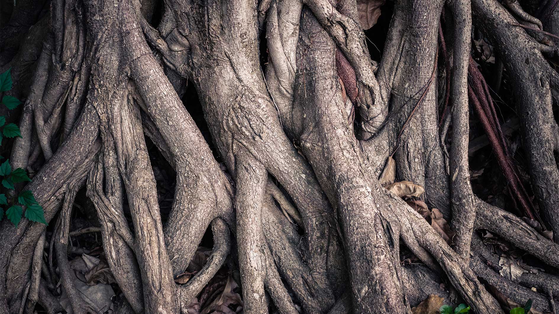 Ashʿariyyah: The Roots of the Sect (Kullābiyyah) - troid.org | Digital ...