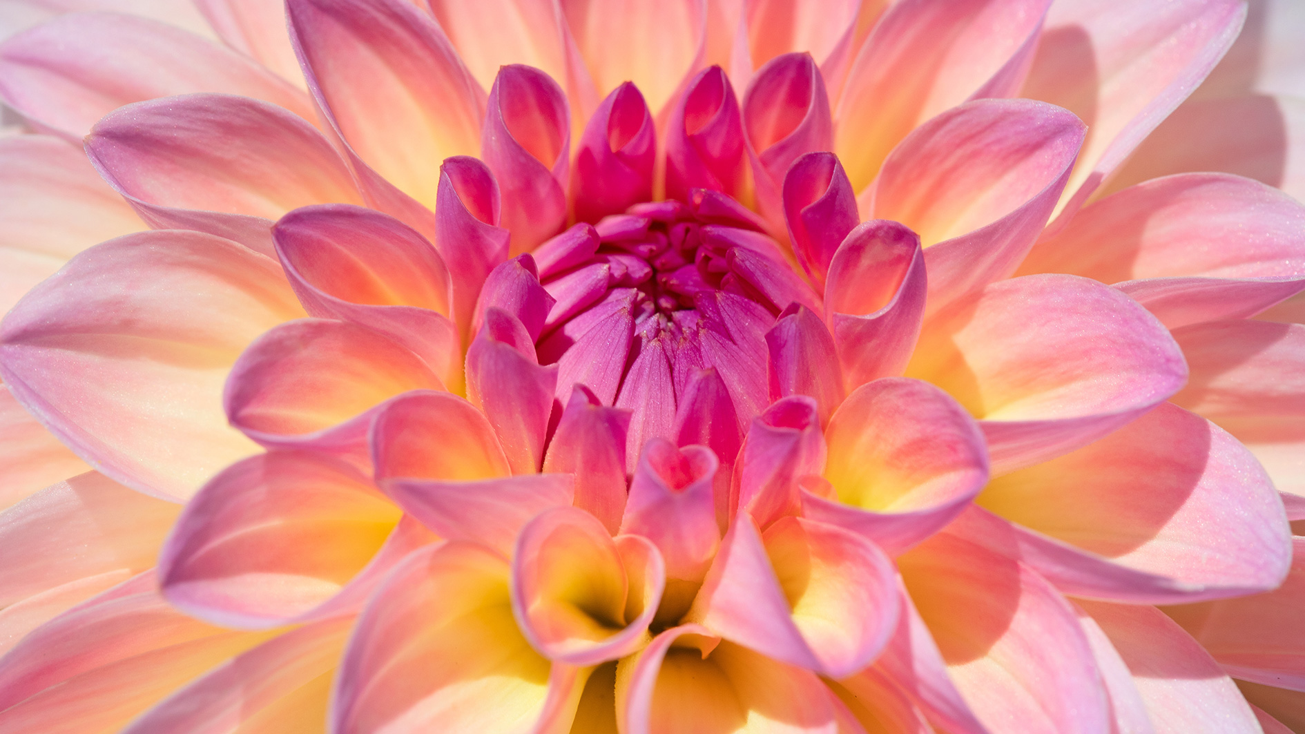 An Example of Shaykh Ibn al-ʿUthaymīn's Beautiful Manners in Giving ...